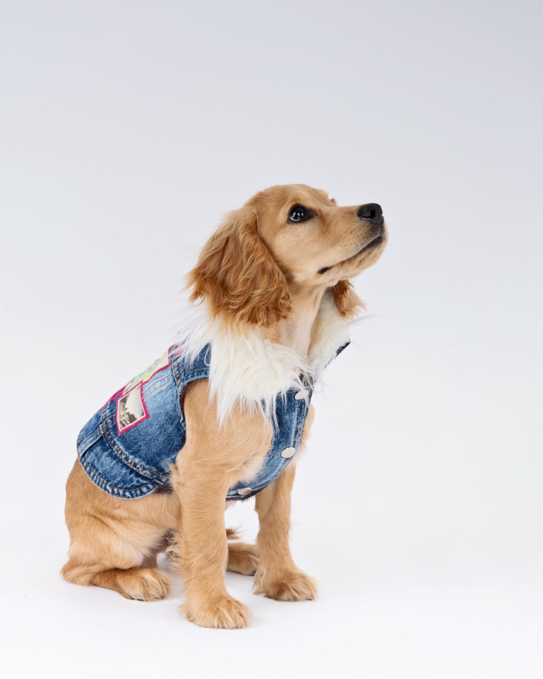 Fashionable Dog Coat Denim Dog Vest for Dogs Stylish Dog Jacket Tiny ...