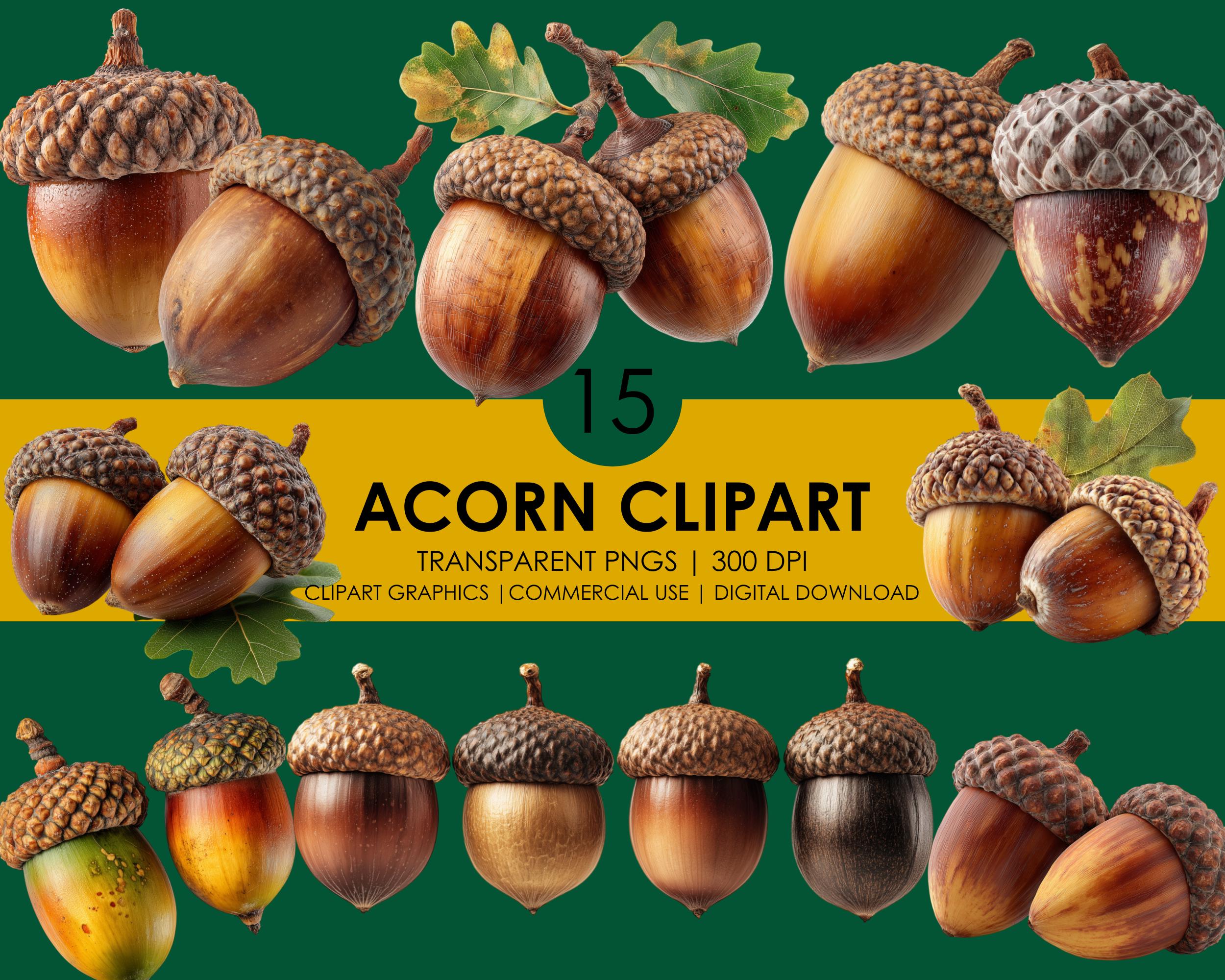 Realistic Autumn Acorn Clipart: Fall Harvest PNG Graphics (digital ...