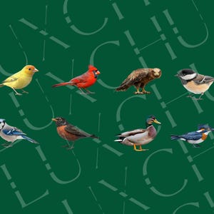 40 Realistic Birds Clipart: Colorful PNG Graphics (commercial Use) - Etsy
