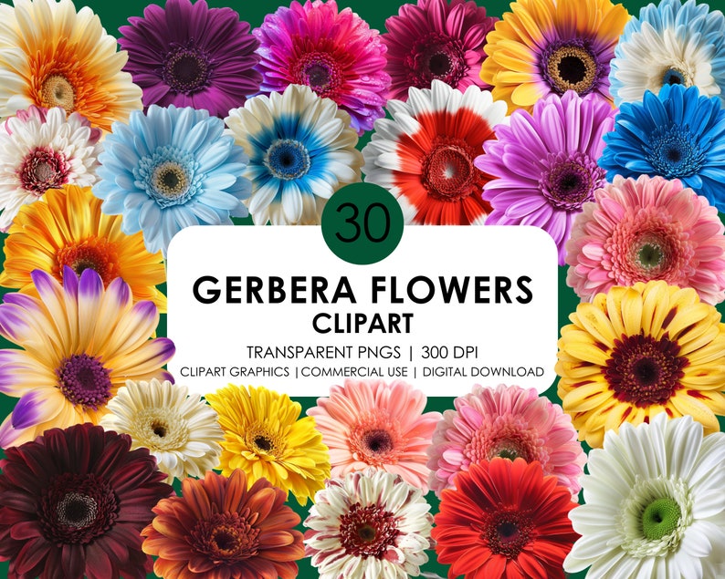 30 Gerbera Flower Clipart: Colorful PNG Graphics, Realistic Clipart ...