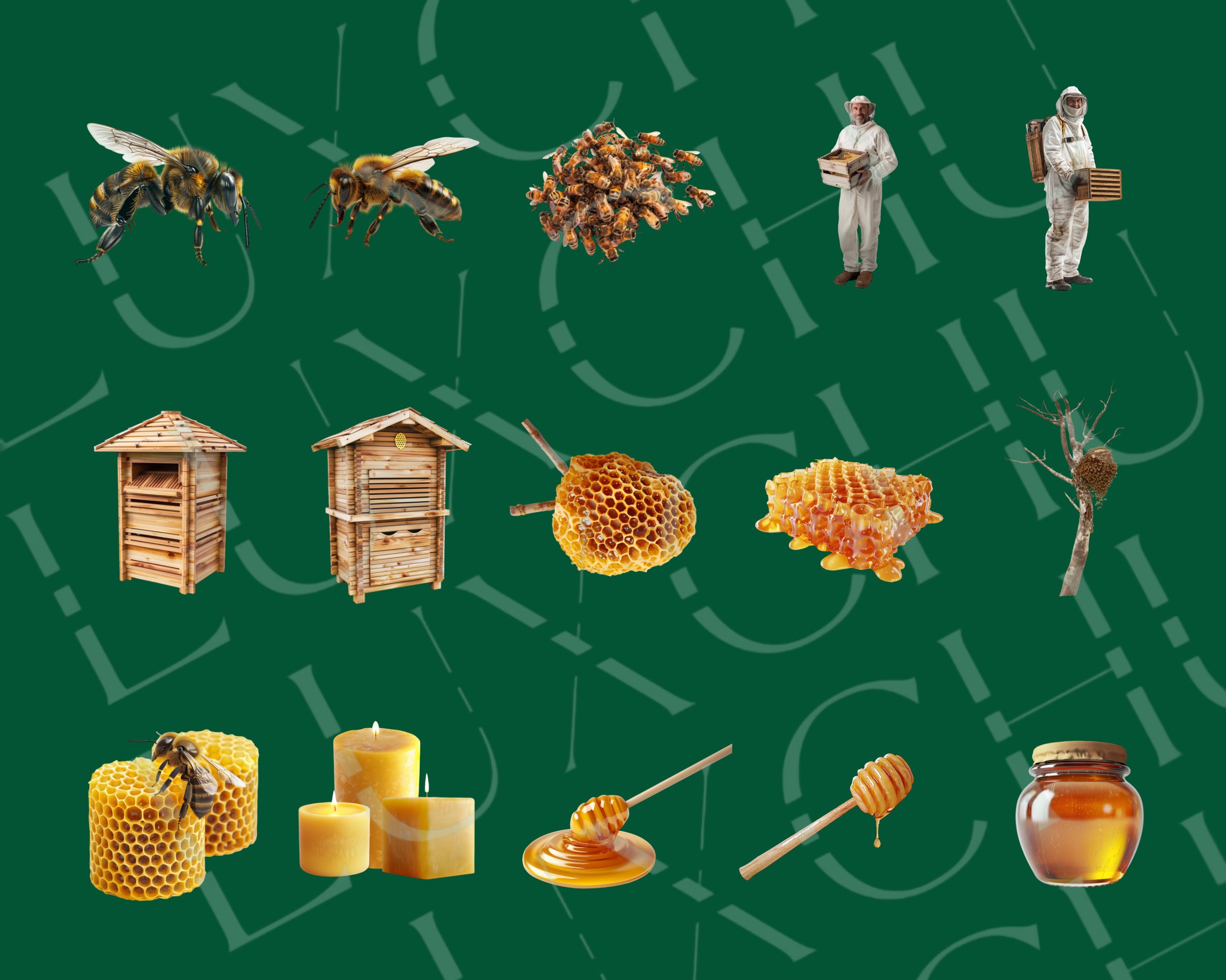 30 Bee & Honey Clipart Honey Bee Realistic Clipart PNG Bundle Honey Art ...