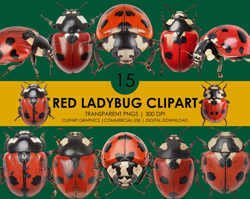 15 Red Ladybug Clipart| Cute Ladybug Png| Realistic Ladybug Clipart ...