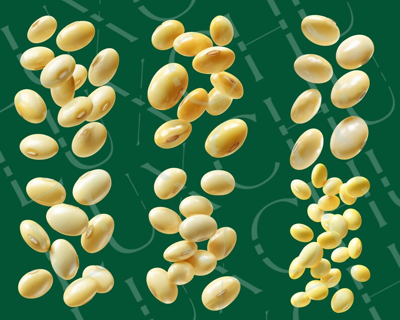 Soybean Clipart PNG Set: Realistic Soy Graphics (digital Download ...