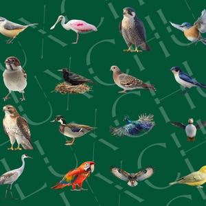 40 Realistic Birds Clipart: Colorful PNG Graphics (commercial Use) - Etsy
