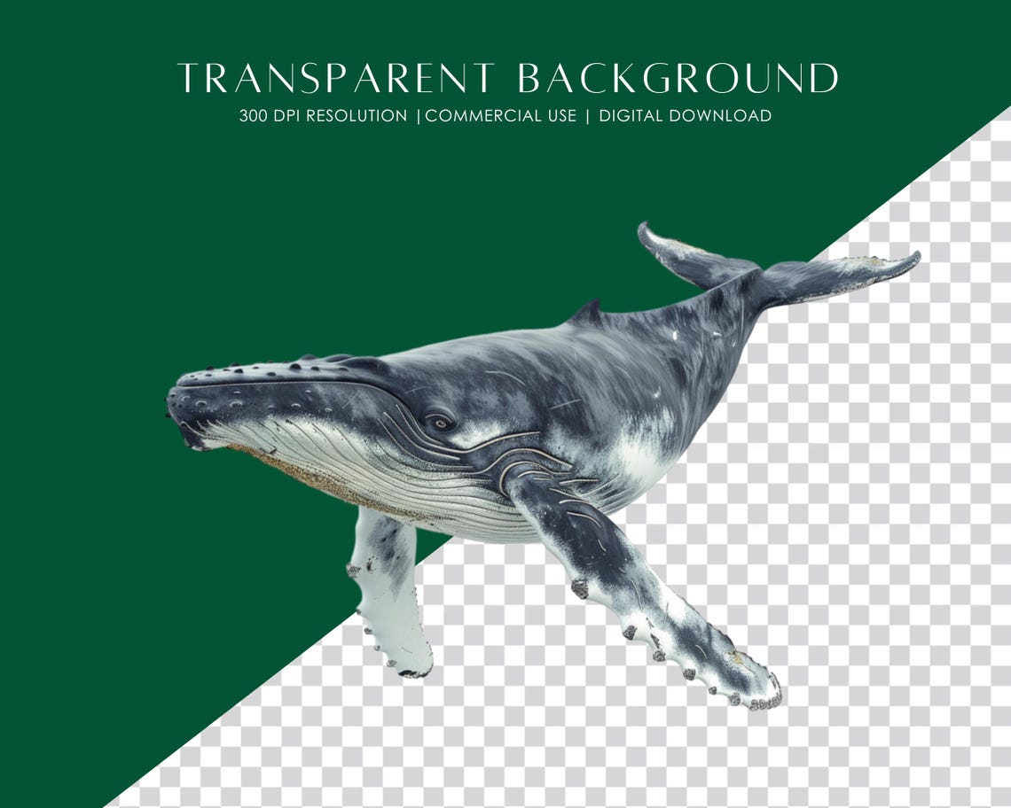 35 Realistic Marine Life Cliparts Sea Creatures Clipart PNG Bundle Orca ...