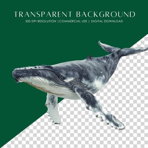 35 Realistic Marine Life Cliparts Sea Creatures Clipart PNG Bundle Orca ...