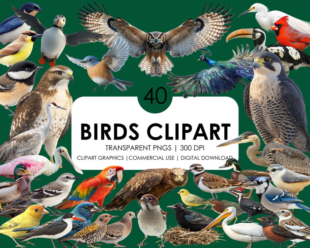 40 Realistic Birds Clipart| Cute Birds| Birds Clipart Bundle| Bird ...