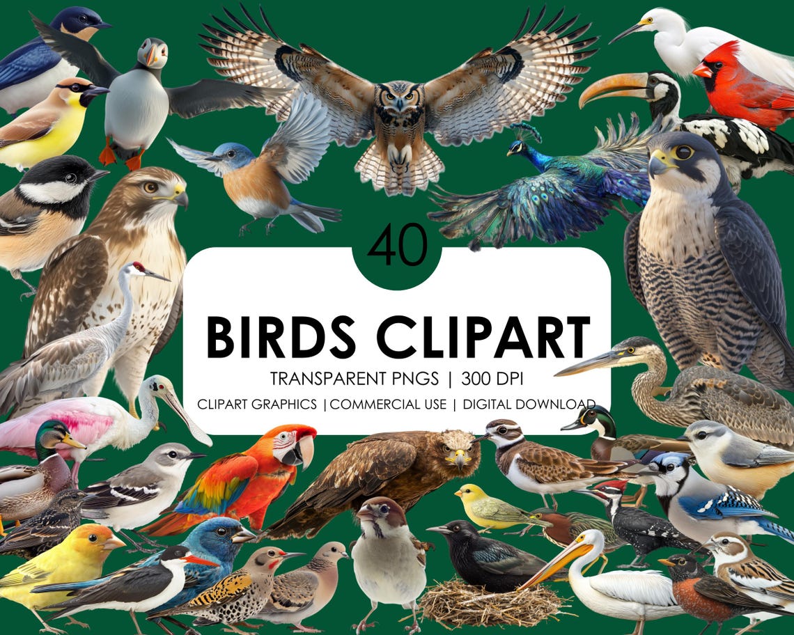 40 Realistic Birds Clipart: Colorful PNG Graphics (commercial Use) - Etsy