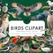 40 Realistic Birds Clipart: Colorful PNG Graphics (commercial Use) - Etsy