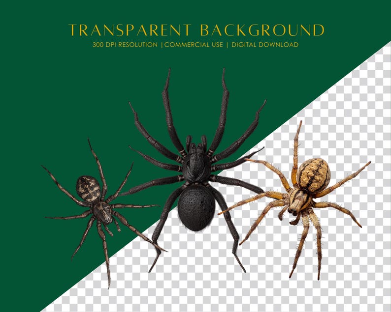 15 Spider Clipart, Spider PNG, Realistic Spider Clipart, Halloween ...