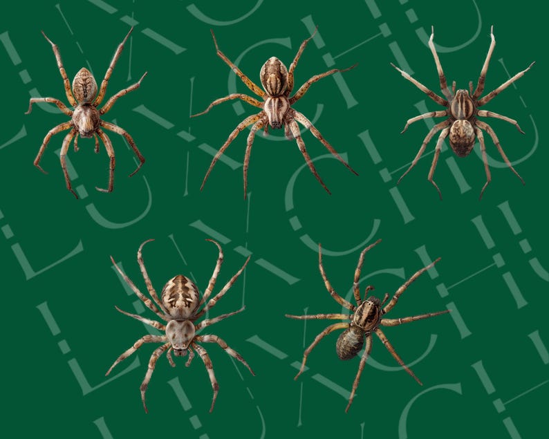15 Spider Clipart, Spider PNG, Realistic Spider Clipart, Halloween ...
