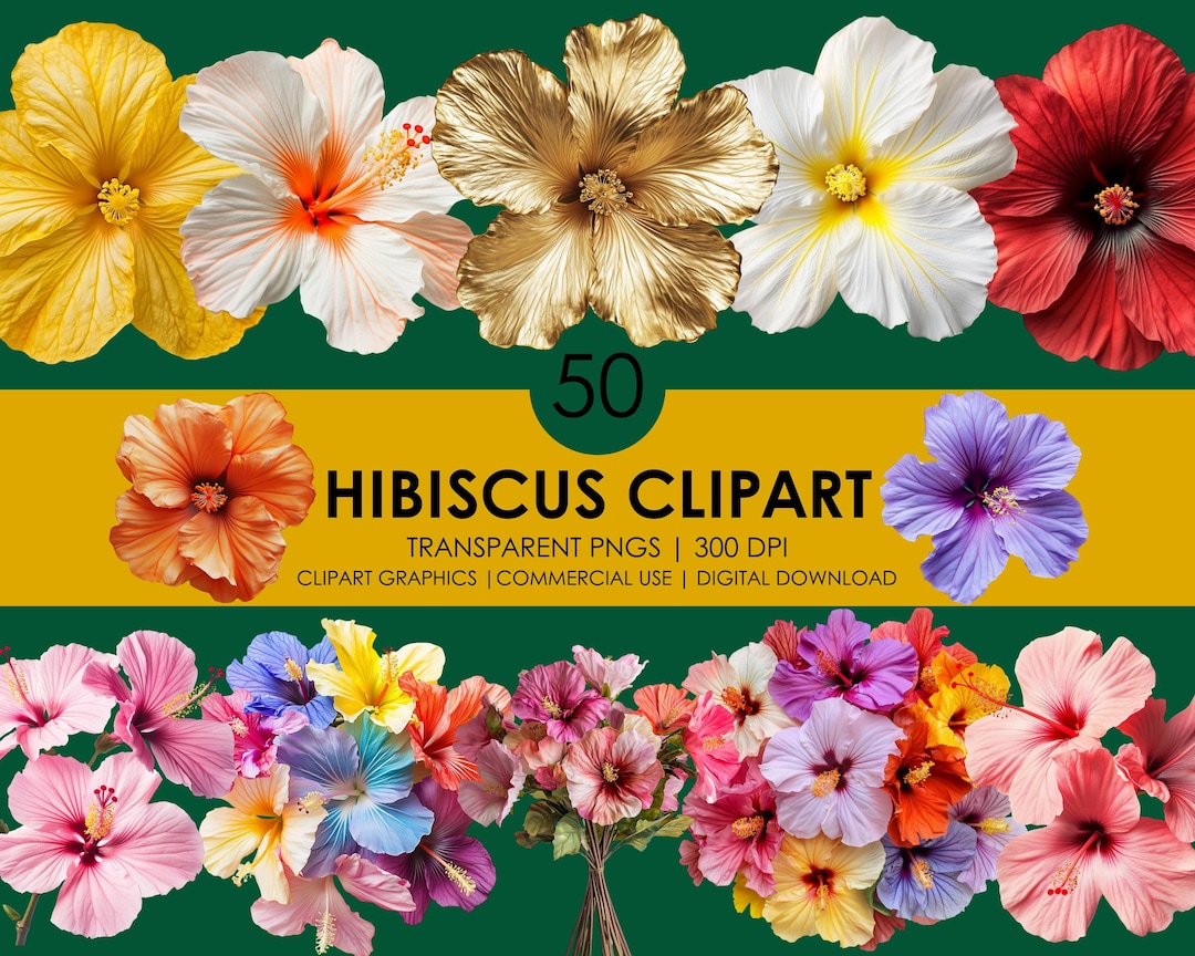 50 Hibiscus Clipart| Tropical Flower Clipart| Hibiscus Flower| Realistic Hibiscus| Summer Flower ...