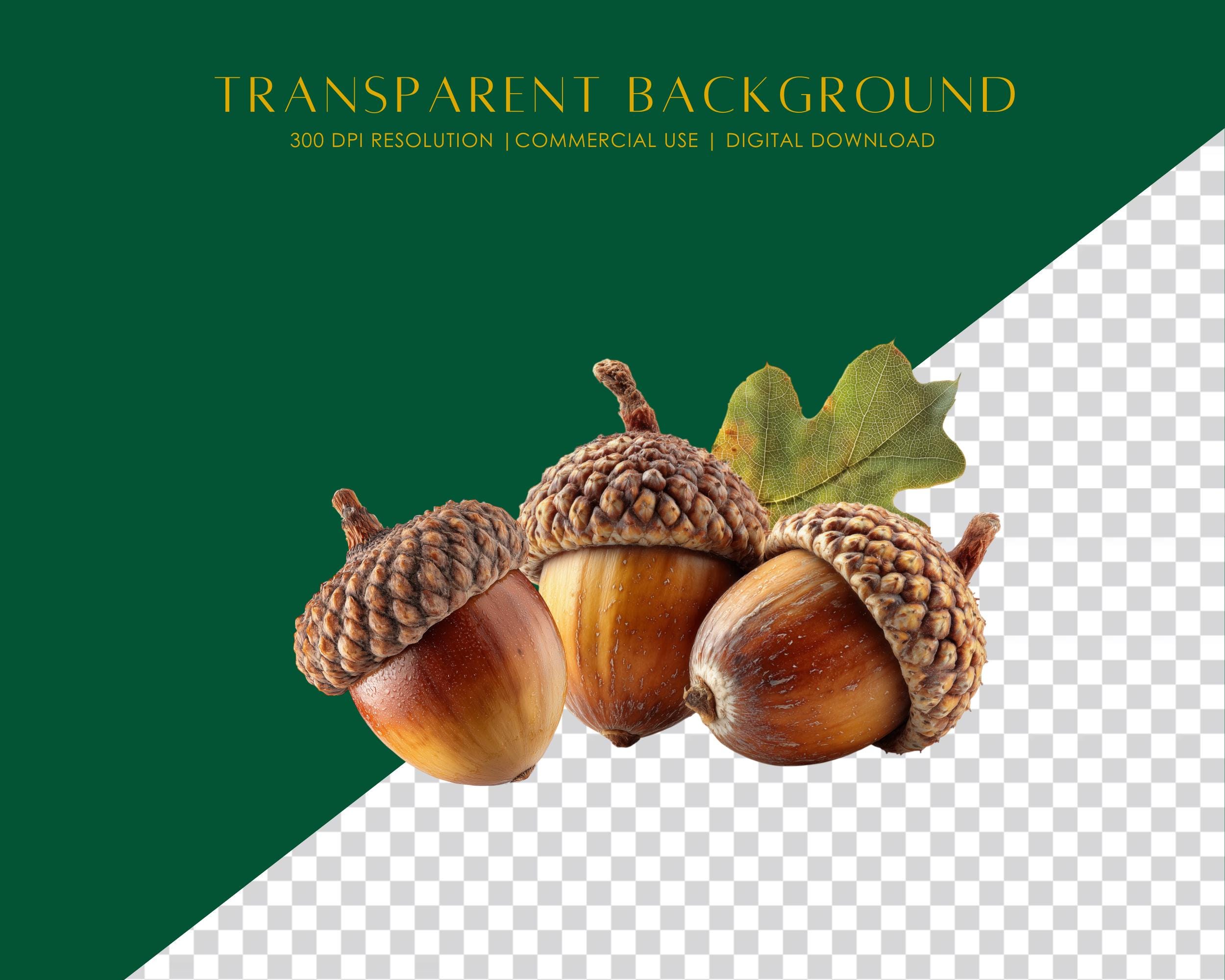 Realistic Autumn Acorn Clipart: Fall Harvest PNG Graphics (digital ...