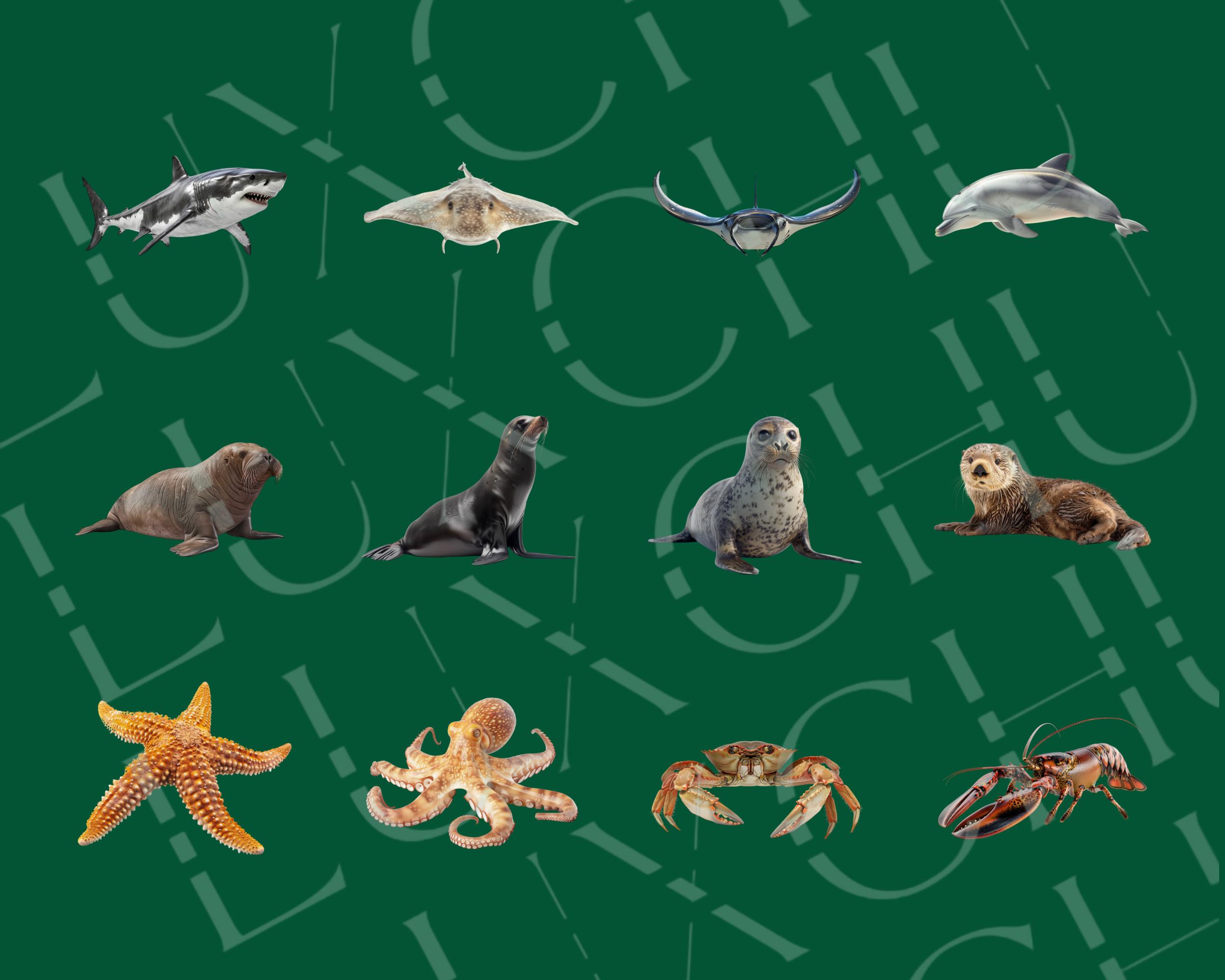 35 Realistic Marine Life Cliparts| Sea Creatures Clipart PNG Bundle ...