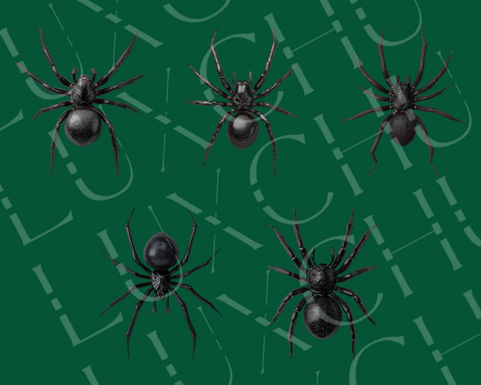 15 Spider Clipart, Spider PNG, Realistic Spider Clipart, Halloween ...