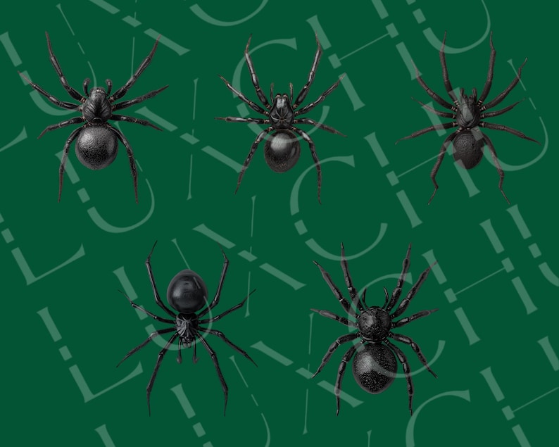15 Spider Clipart, Spider PNG, Realistic Spider Clipart, Halloween ...
