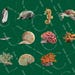 35 Realistic Marine Life Cliparts| Sea Creatures Clipart PNG Bundle ...
