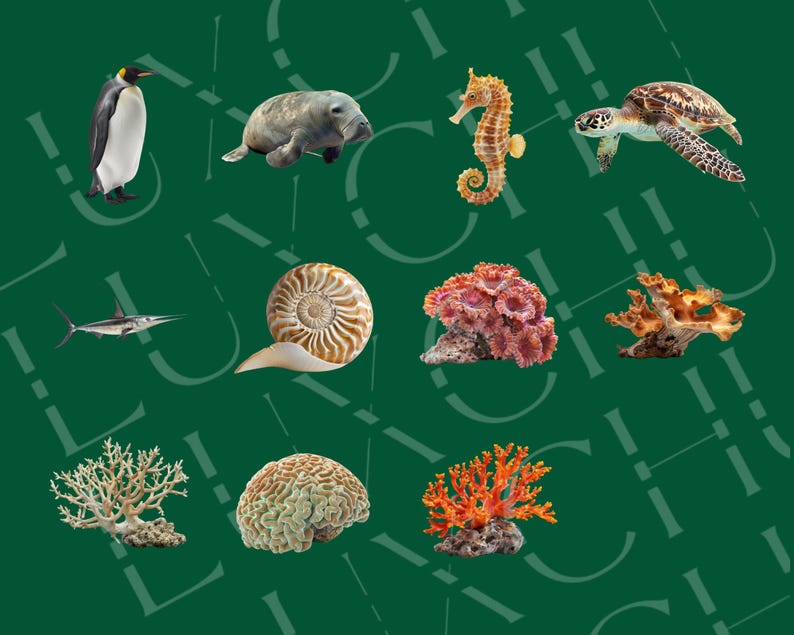 35 Realistic Marine Life Cliparts Sea Creatures Clipart PNG Bundle Orca ...