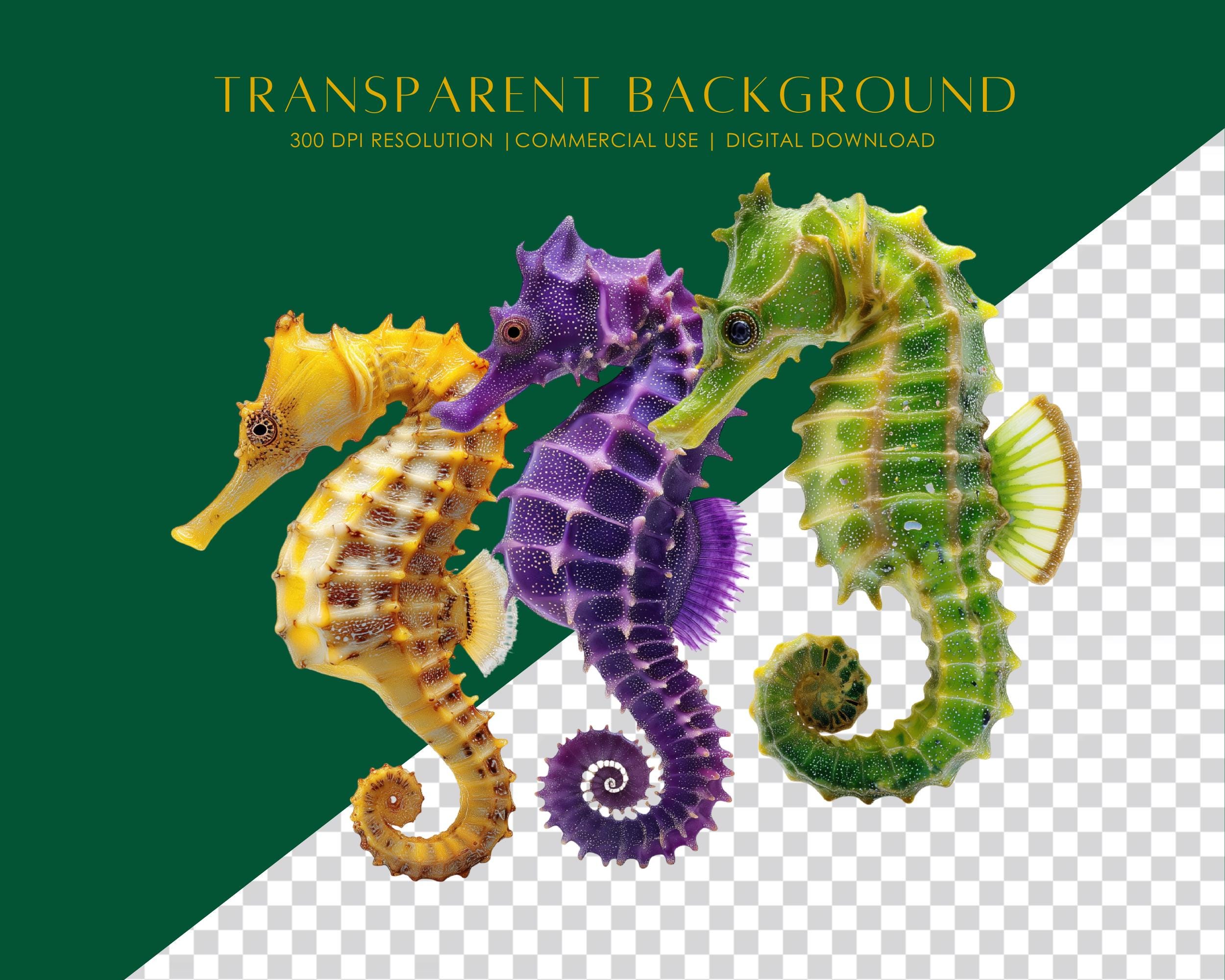 45 Seahorse Clipart| Marine Creature PNG| Realistic Clipart| Aquatic ...