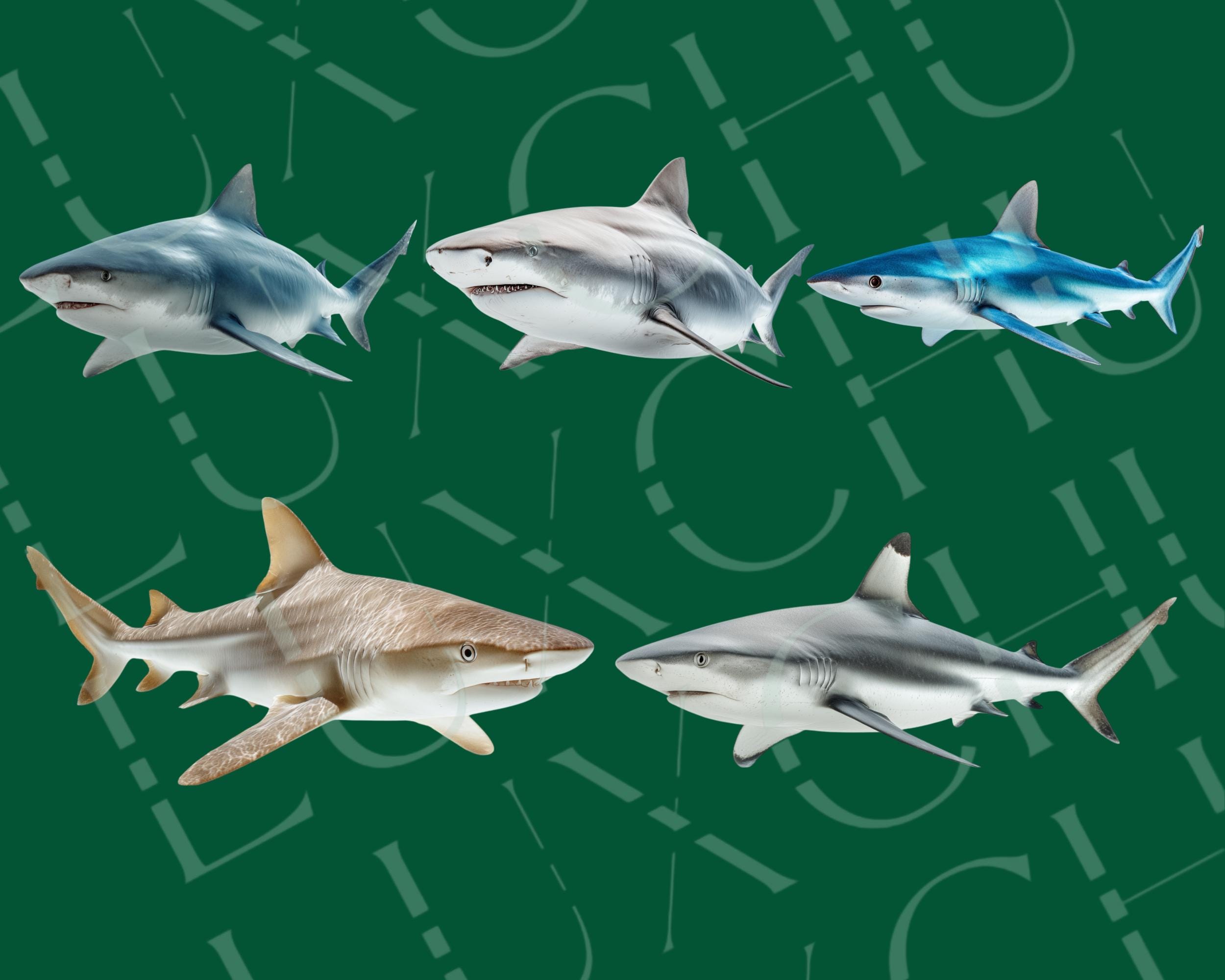 Realistic Shark Clipart Bundle: Ocean Animal Graphics (digital Download ...
