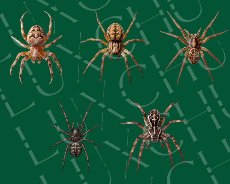 15 Spider Clipart, Spider PNG, Realistic Spider Clipart, Halloween ...