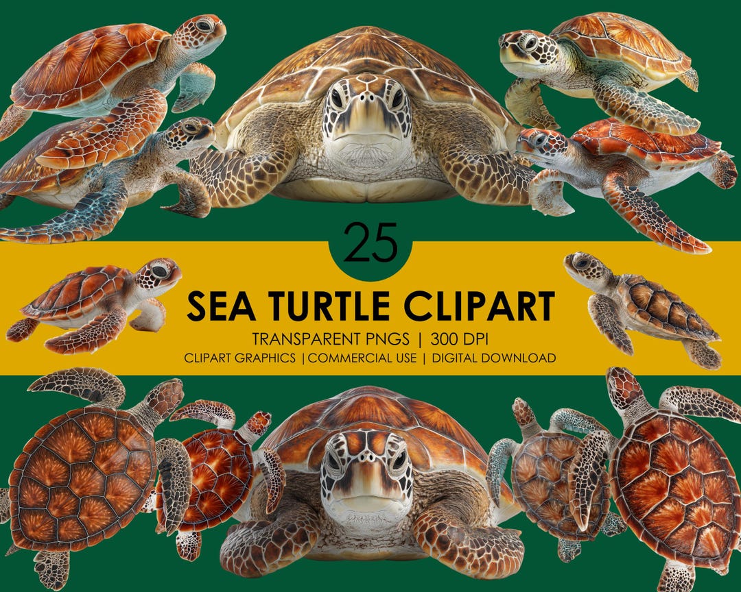 25 Sea Turtle Clipart, Sea Turtle PNG, Ocean Animal Clipart, Marine ...