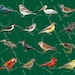 40 Realistic Birds Clipart: Colorful PNG Graphics (commercial Use) - Etsy