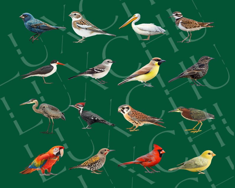 40 Realistic Birds Clipart: Colorful PNG Graphics (commercial Use) - Etsy