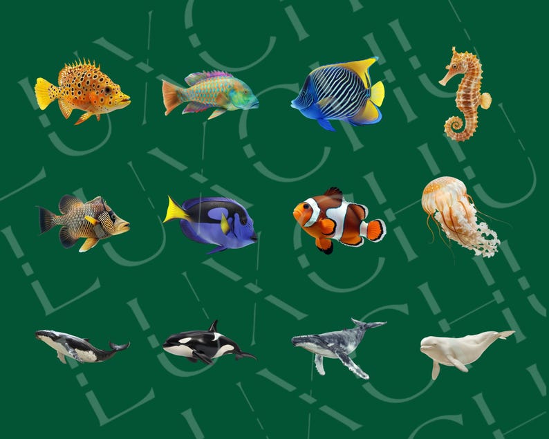 35 Realistic Marine Life Cliparts| Sea Creatures Clipart PNG Bundle ...