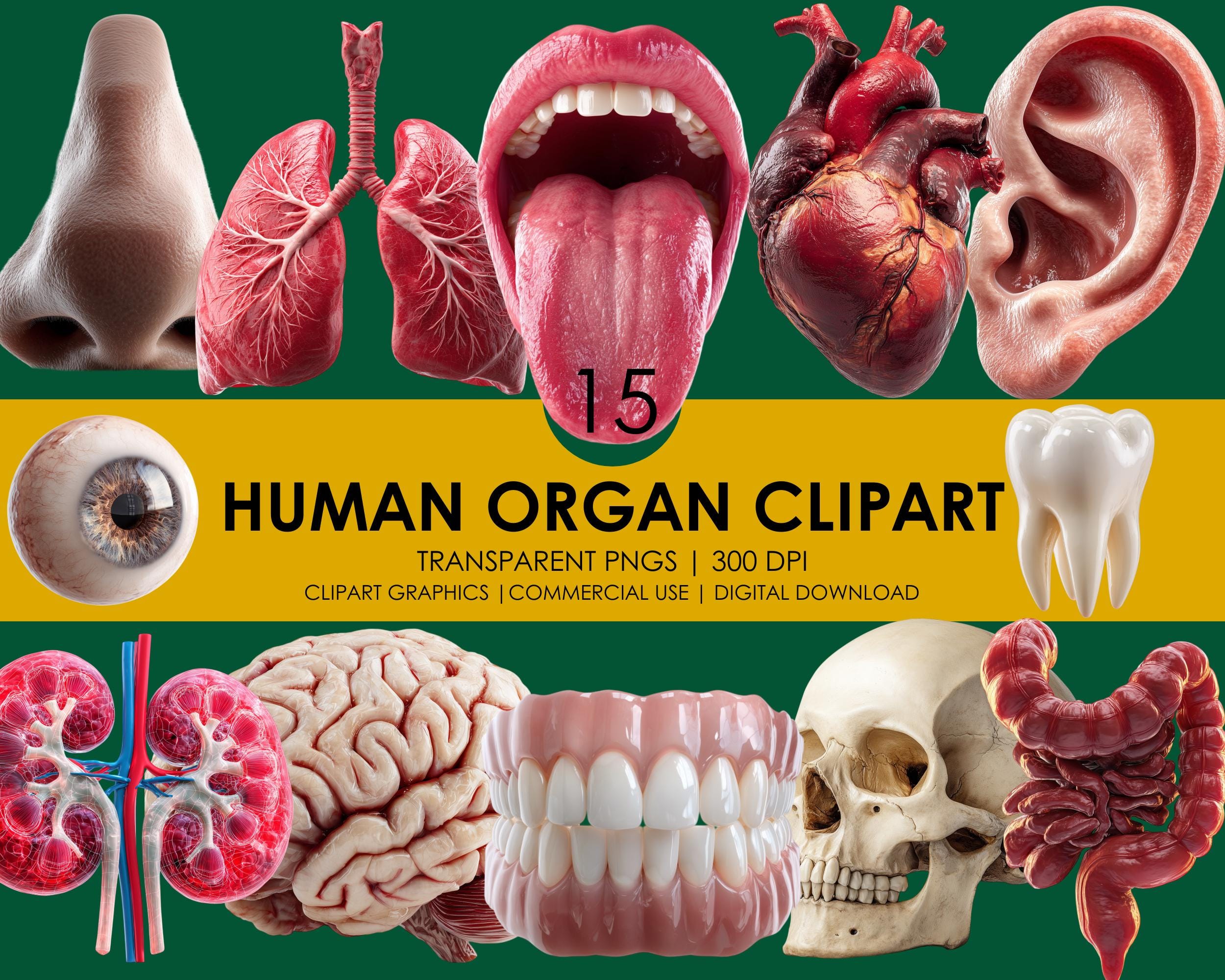 Human Organ Anatomy Clipart: Realistic PNG Graphics (digital Download ...