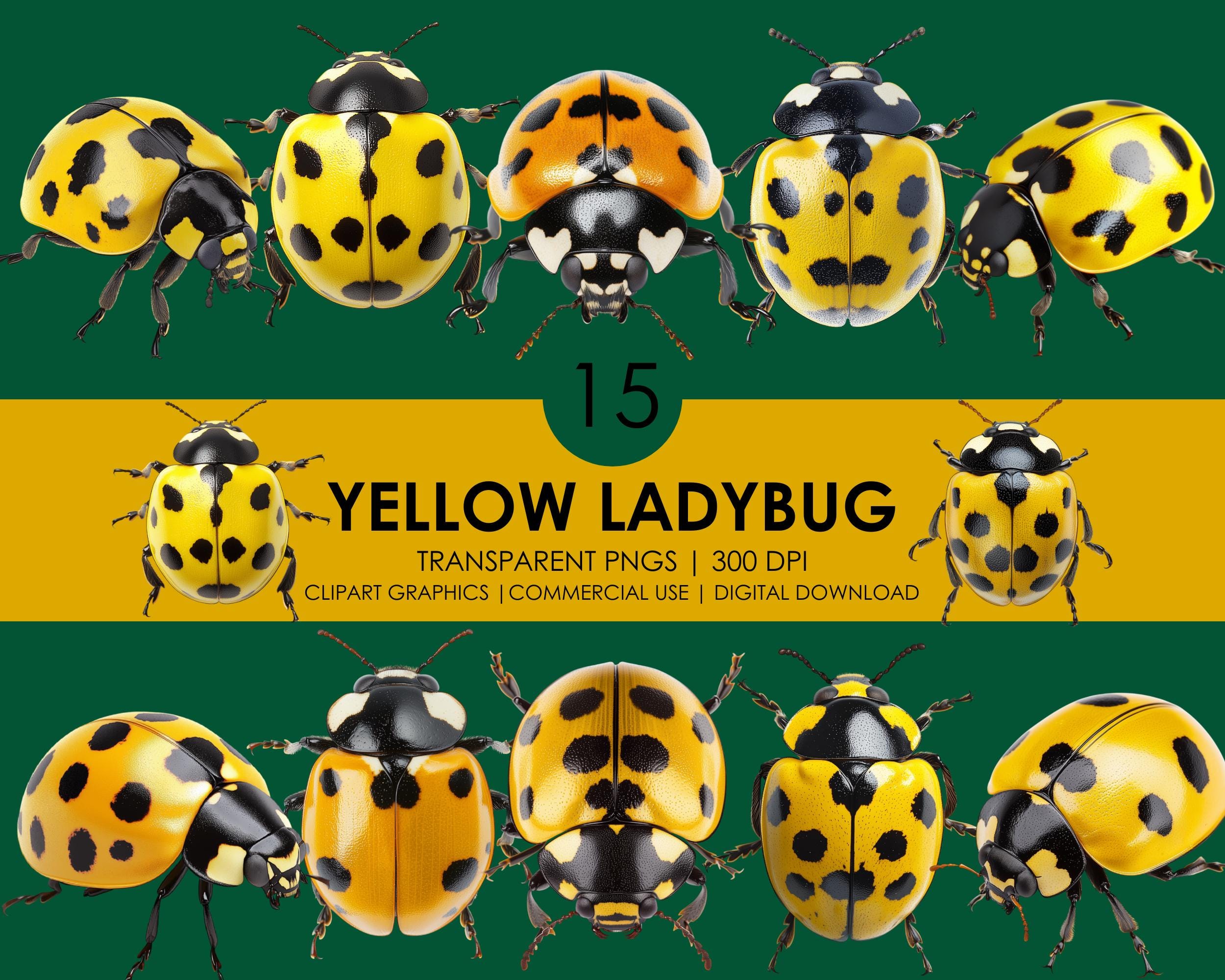 15 Yellow Ladybug Clipart| Cute Ladybug Png| Realistic Ladybug Clipart ...