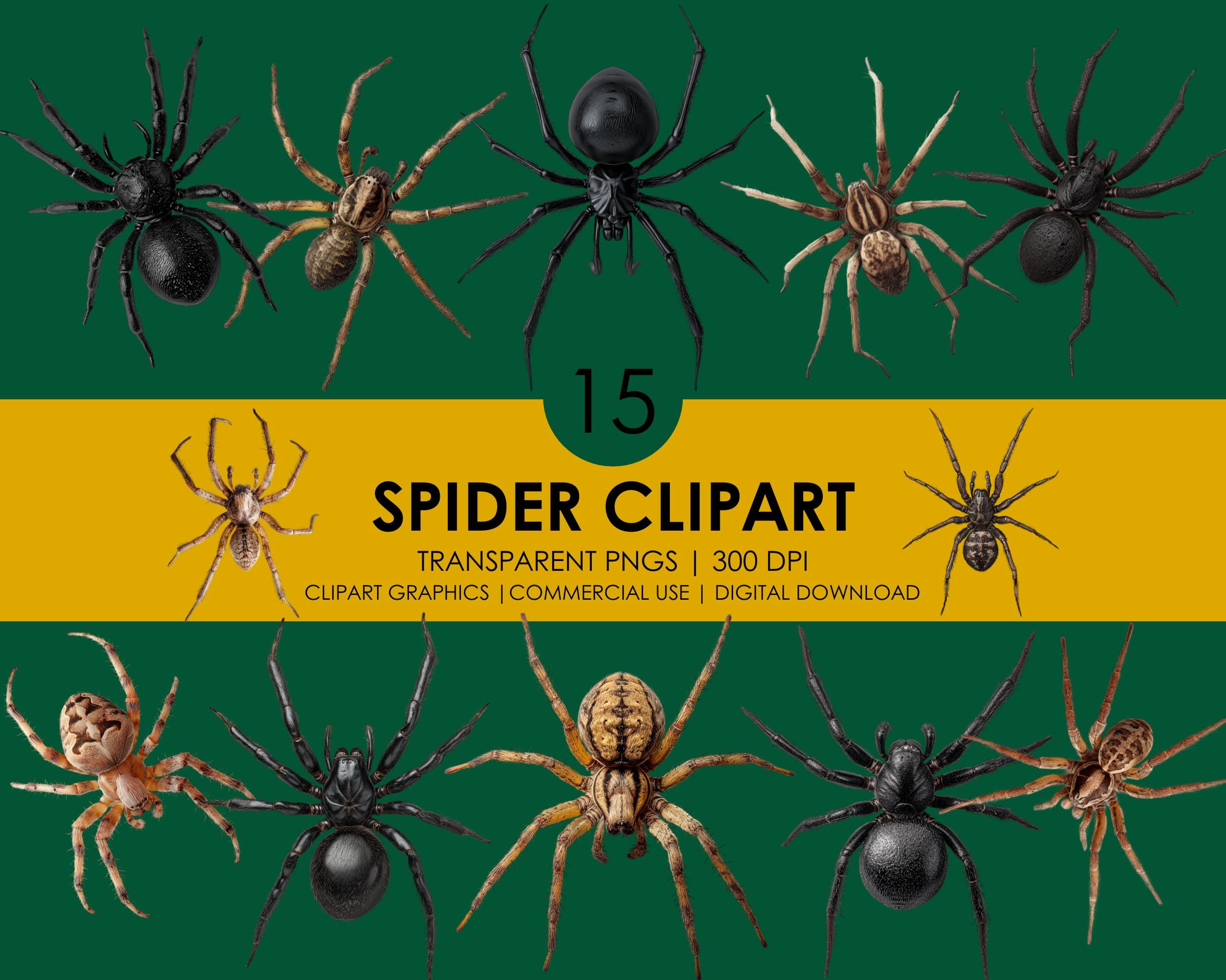 15 Spider Clipart, Spider PNG, Realistic Spider Clipart, Halloween ...