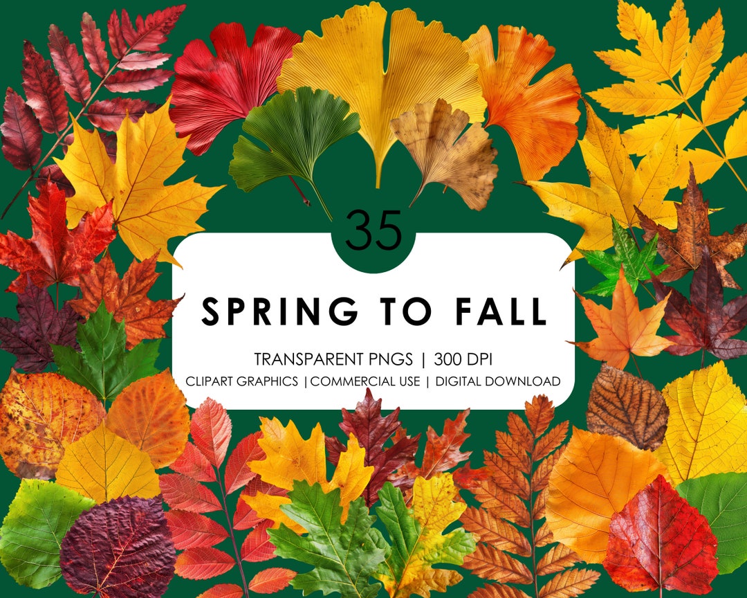 Fall Leaves Clipart: 35 Autumn PNG Graphics, Realistic Clipart (digital ...
