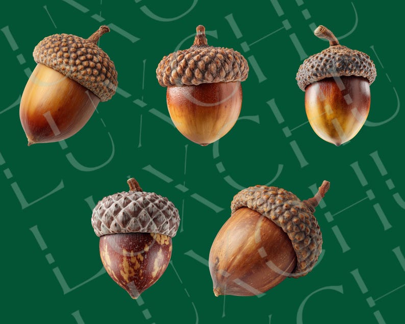 Realistic Autumn Acorn Clipart: Fall Harvest PNG Graphics (digital ...