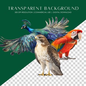 40 Realistic Birds Clipart: Colorful PNG Graphics (commercial Use) - Etsy