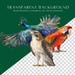 40 Realistic Birds Clipart: Colorful PNG Graphics (commercial Use) - Etsy
