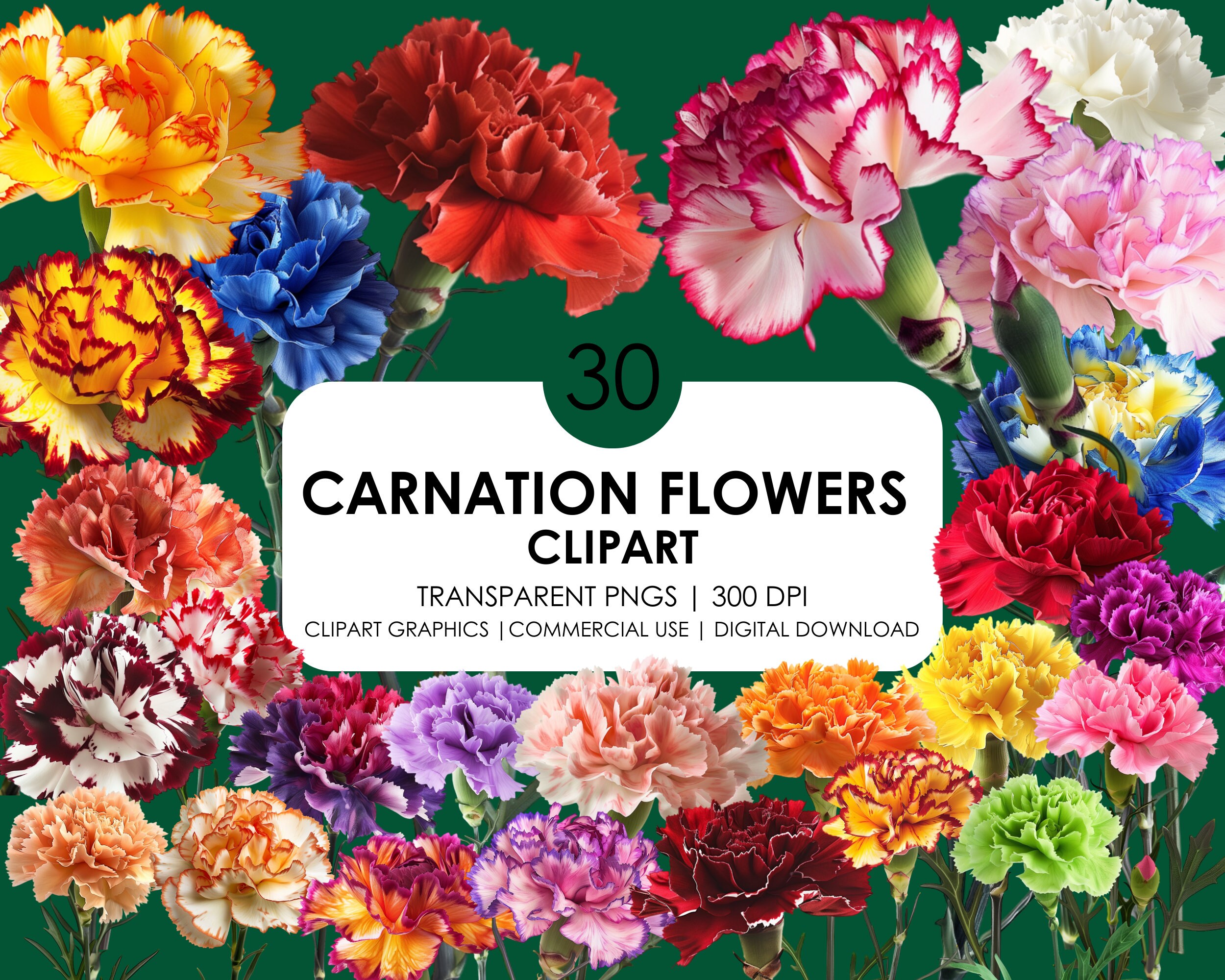 30 Carnation Flower Clipart| Multicolor Carnation| Striped Carnation ...