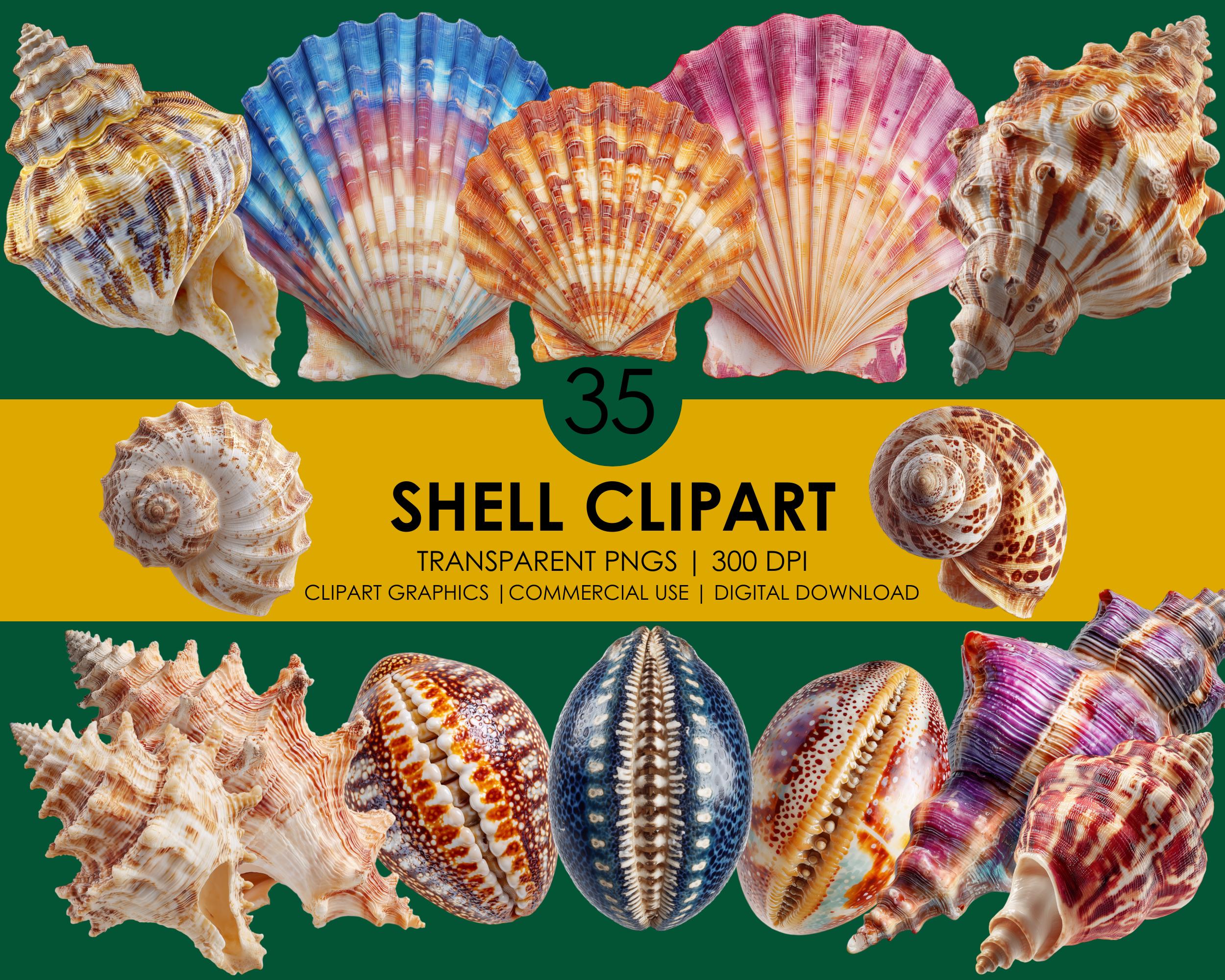 Seashell Clipart Set: Realistic Coastal Shells, Ocean Graphics (PNG ...