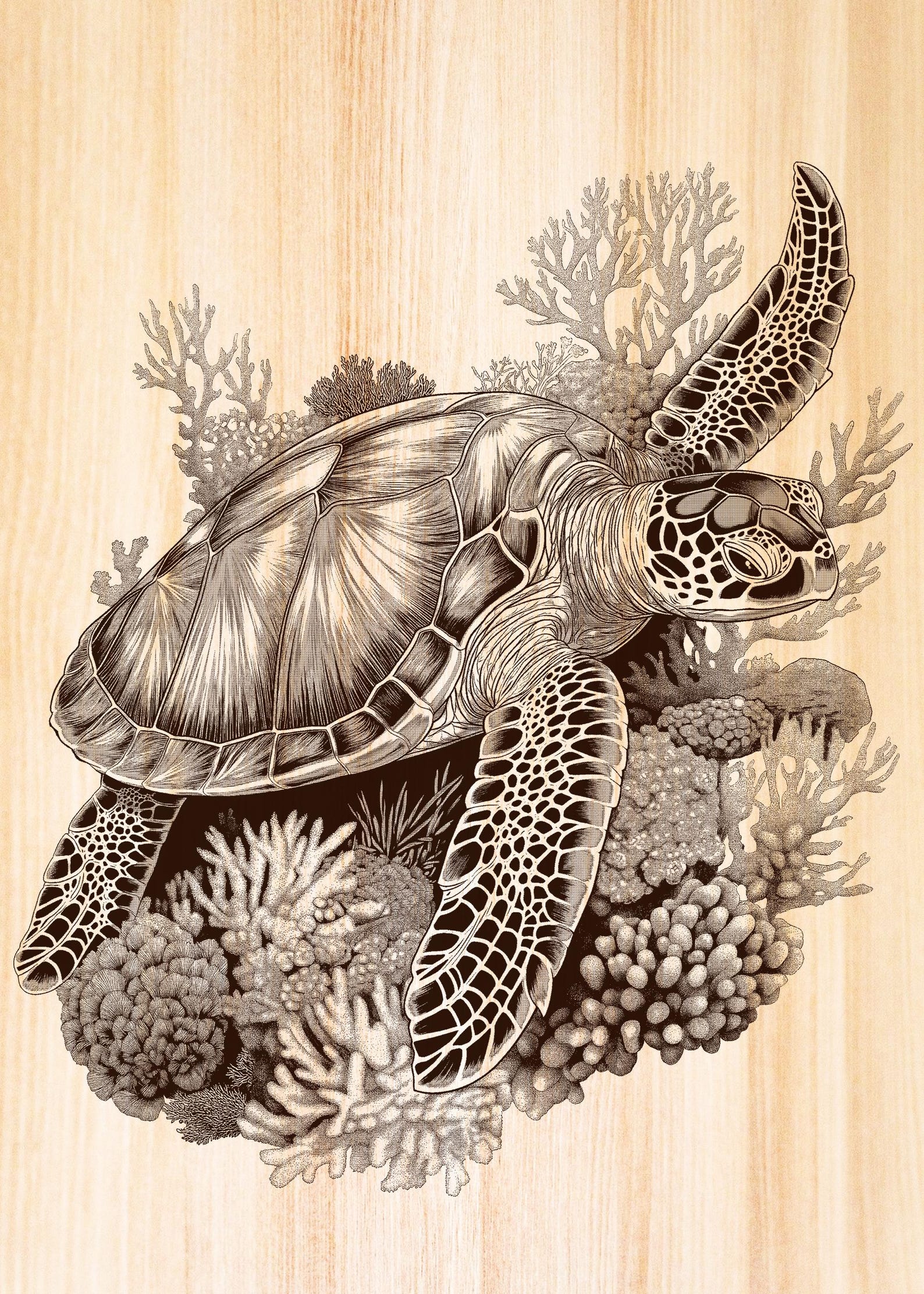 Sea Turtle Laser Burn File, Sea Turtle Hawksbill Ocean Underwater ...