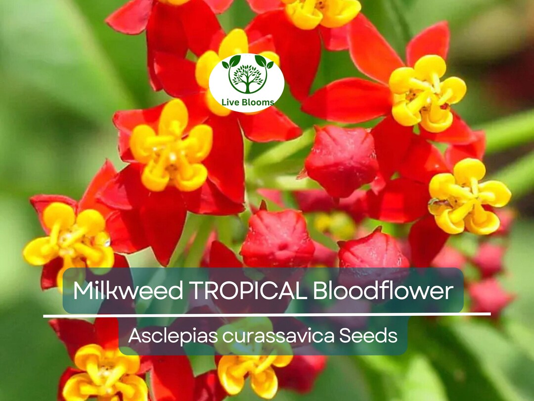 100 Seeds Milkweed TROPICAL Bloodflower (asclepias Curassavica ...
