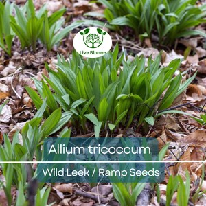 10 Seeds Wild Leek / Ramp Allium Tricoccum – Heirloom, Non-gmo, Hardy ...