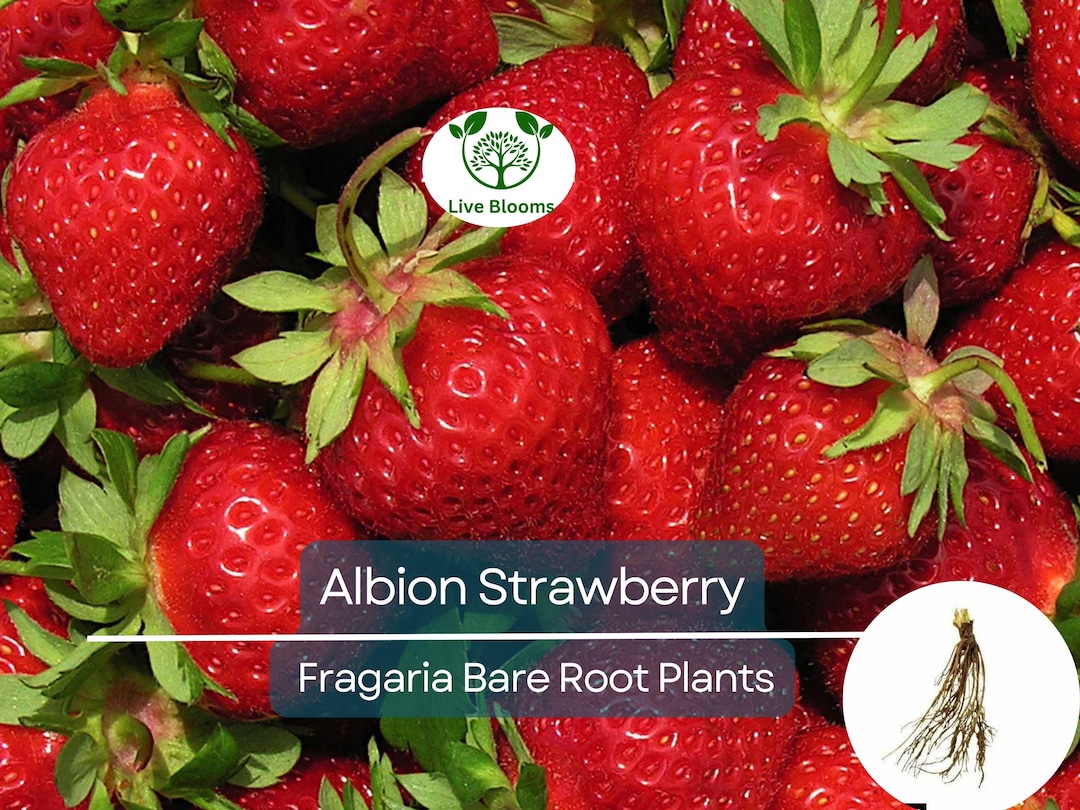 10 Albion Strawberry Bare Root Plants - Day Neutral, Sweet Large Fruit ...