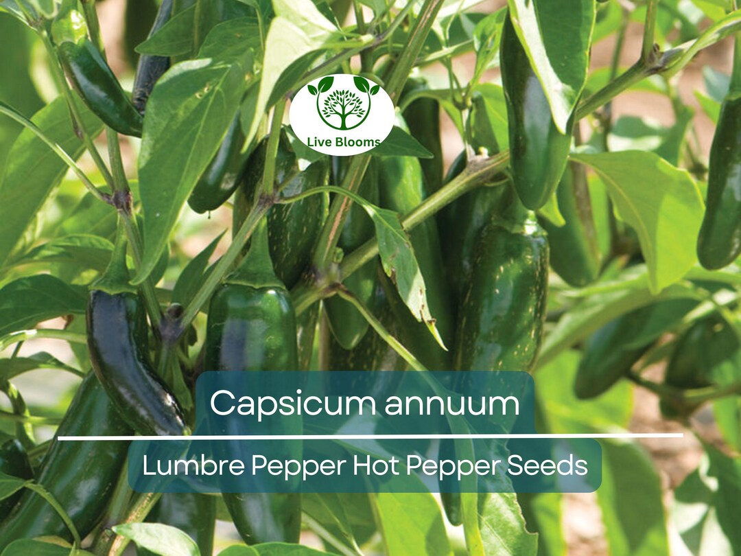 250 Mg Seeds Lumbre Pepper – Capsicum Annuum | Spicy Hot Pepper Variety ...