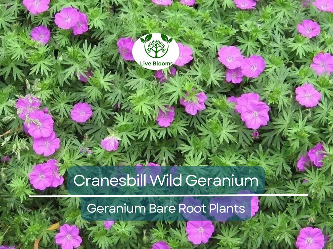 3 Wild Geranium Plants – Bare Root Organic Cranesbill (geranium Maculatum) – Native Perennial ...