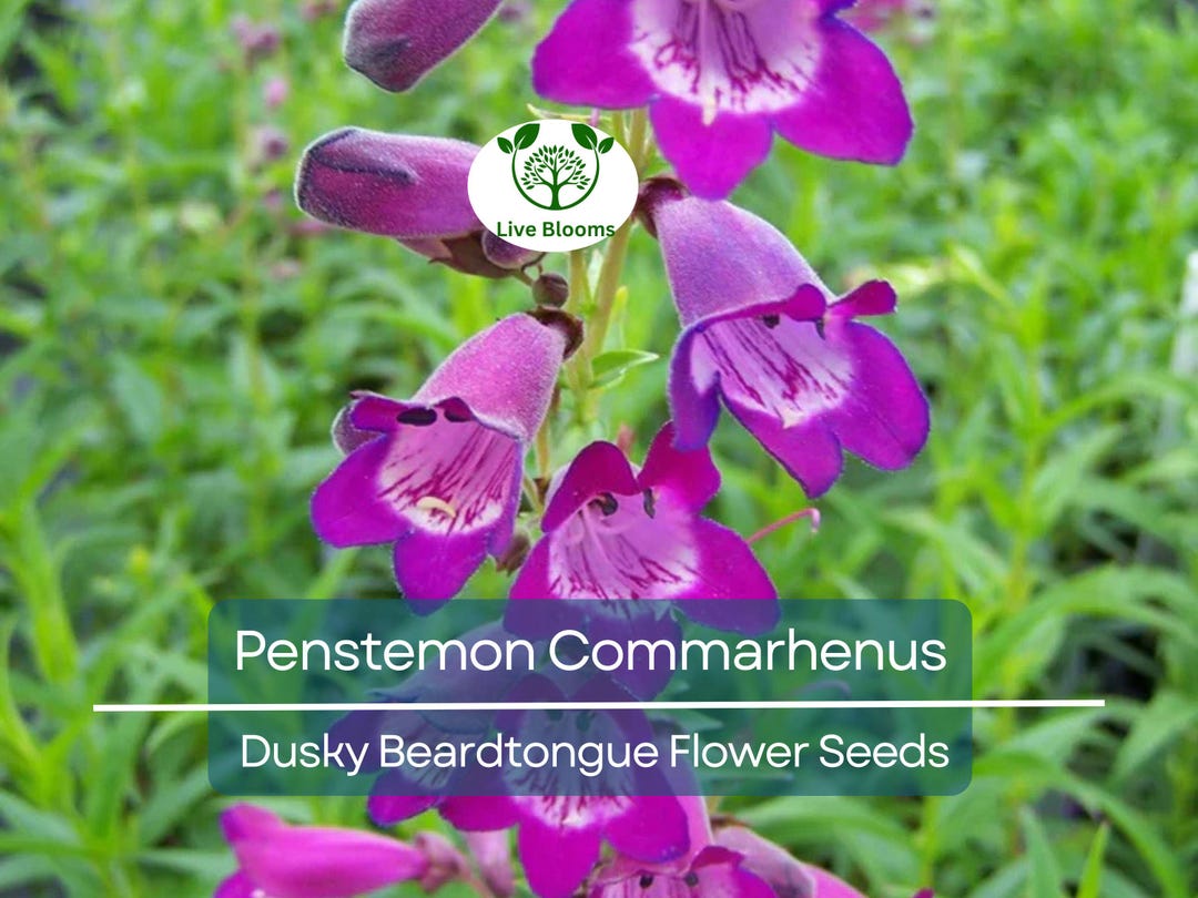 100 Mg Seeds Penstemon Commarhenus (dusky Beardtongue) for Planting | Native Perennial ...