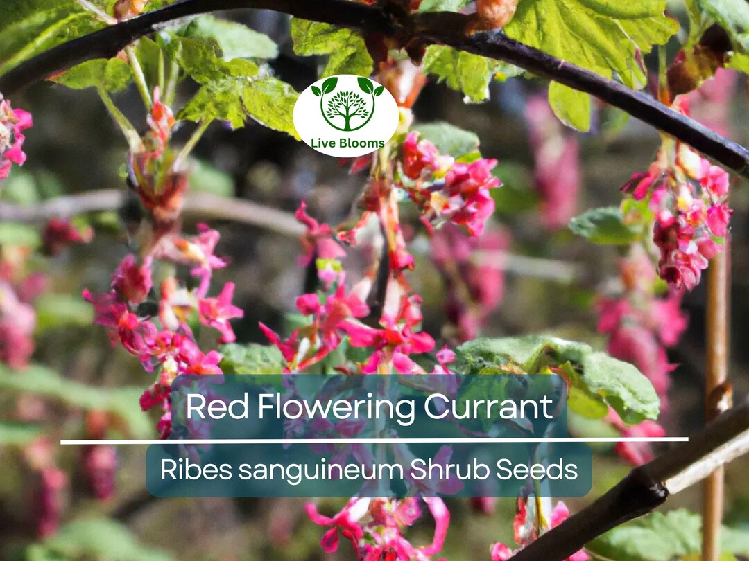 10 Red Flowering Currant Shrub Seeds (ribes Sanguineum), Ornamental ...