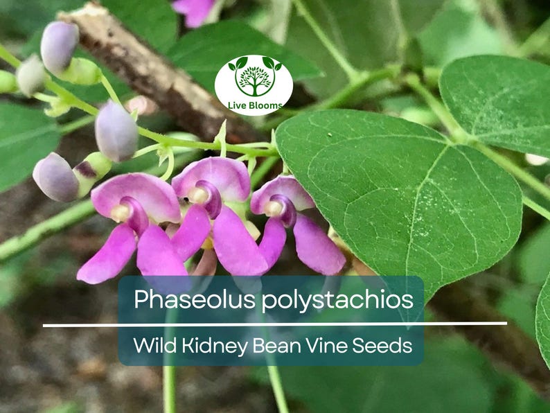 5 Seeds Phaseolus Polystachios – Wild Kidney Bean Vine for Planting ...