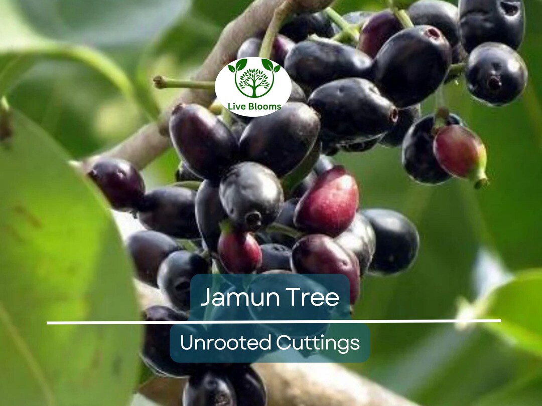 3 Jamun Jambul Fruit Tree Cuttings - Syzygium Cumini, Indian Wax Apple ...