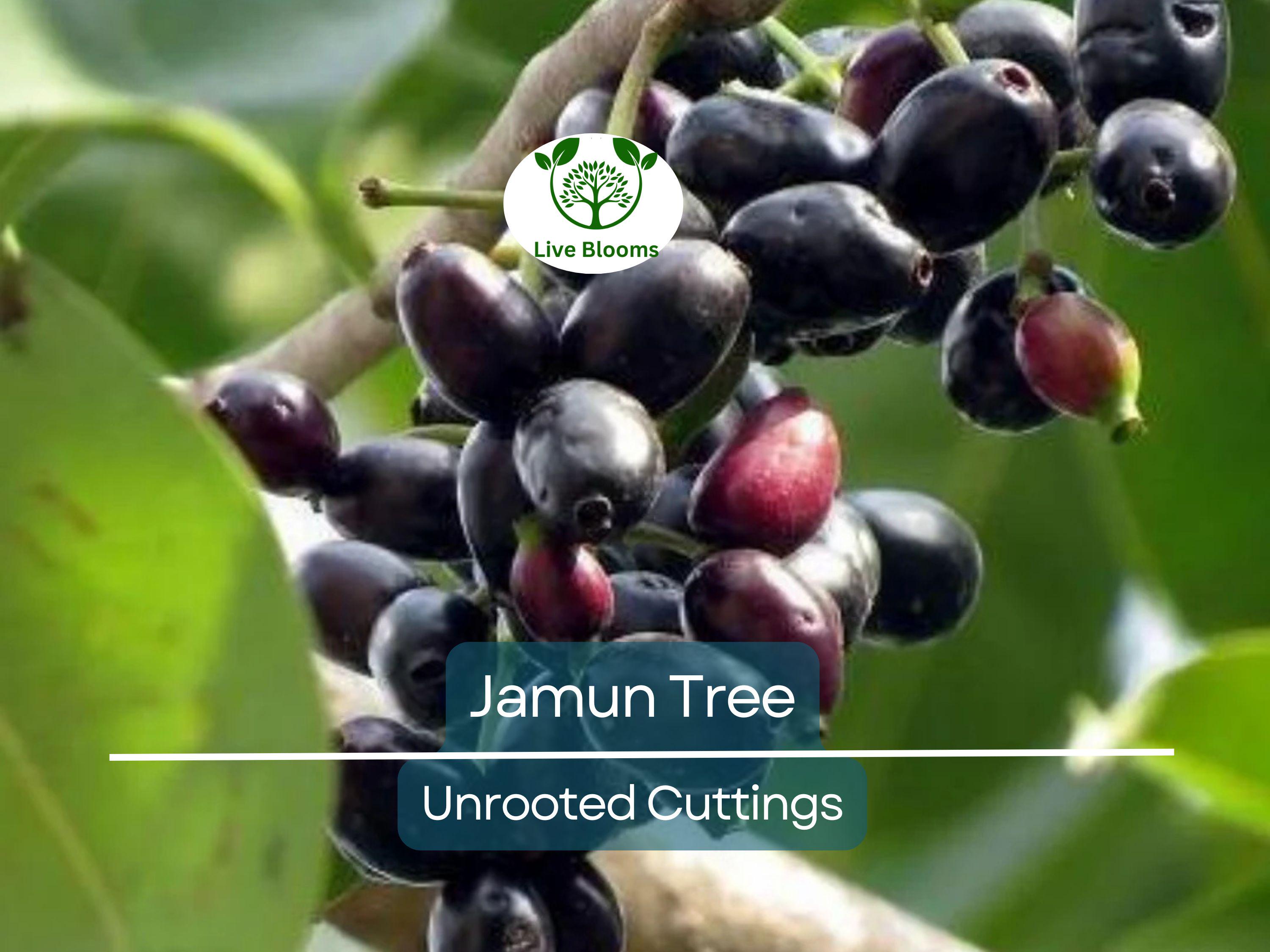 3 Jamun Jambul Fruit Tree Cuttings - Syzygium Cumini, Indian Wax Apple, Java Plum for Grafting ...