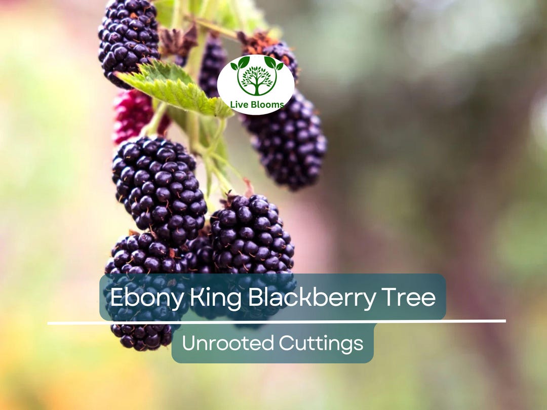5 Ebony King Blackberry Scion Unrooted Cuttings (rubus Fruticosus), 8 ...